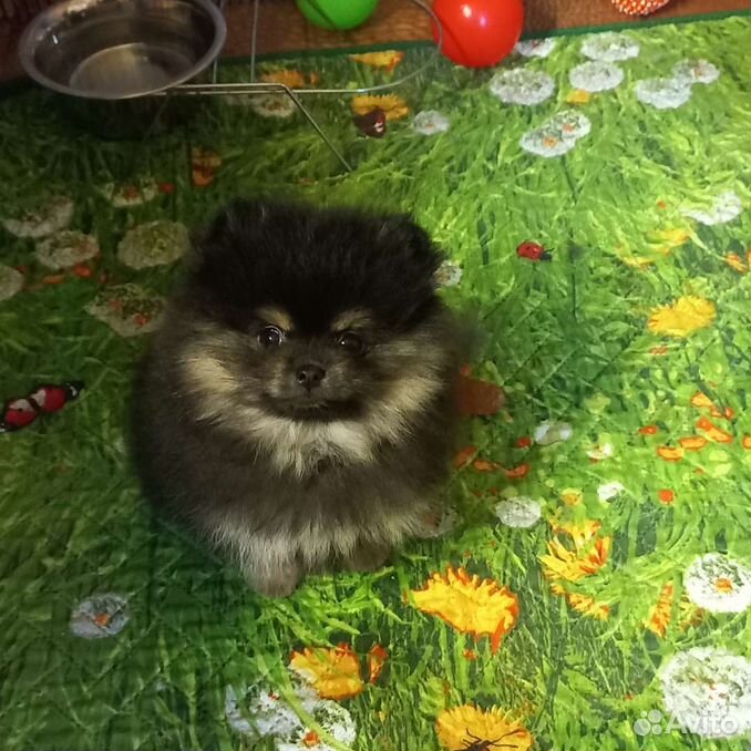 Померанский мишка шпиц mini