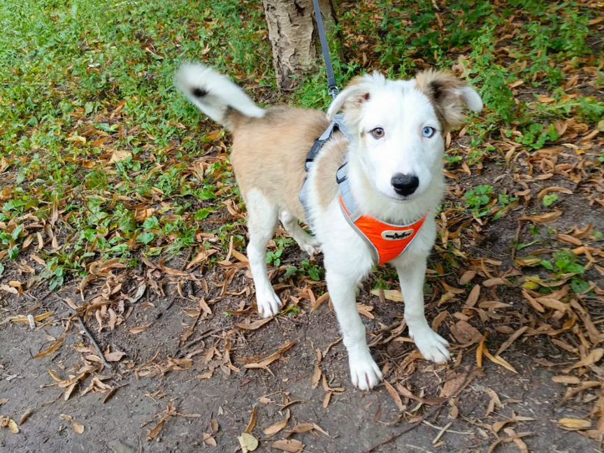 Симпатяга Рой ищет дом