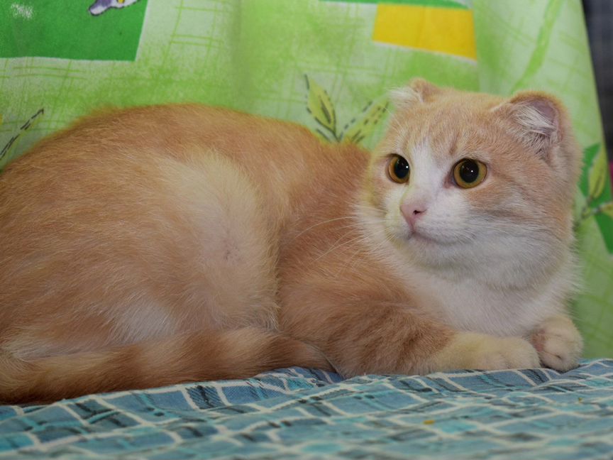 Кошка в дар