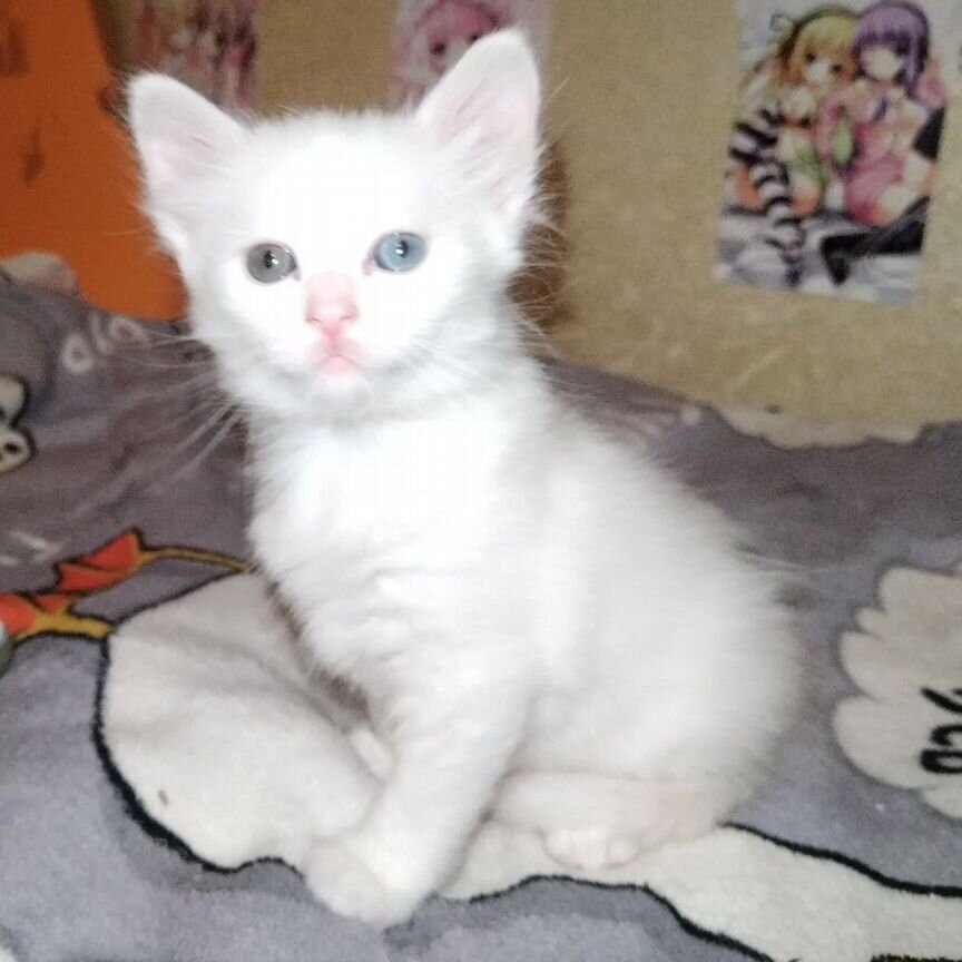 Турецкая ангора котёнок