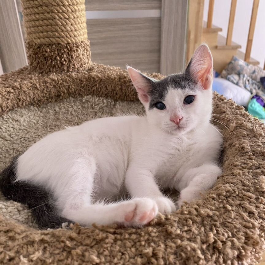 Котенок в добрые руки