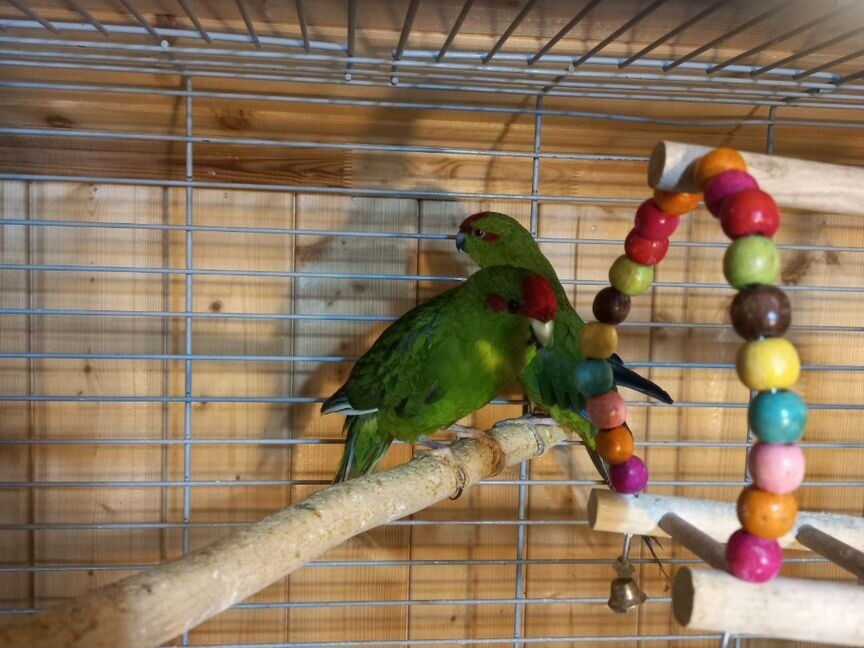 Пара какариков 11мес