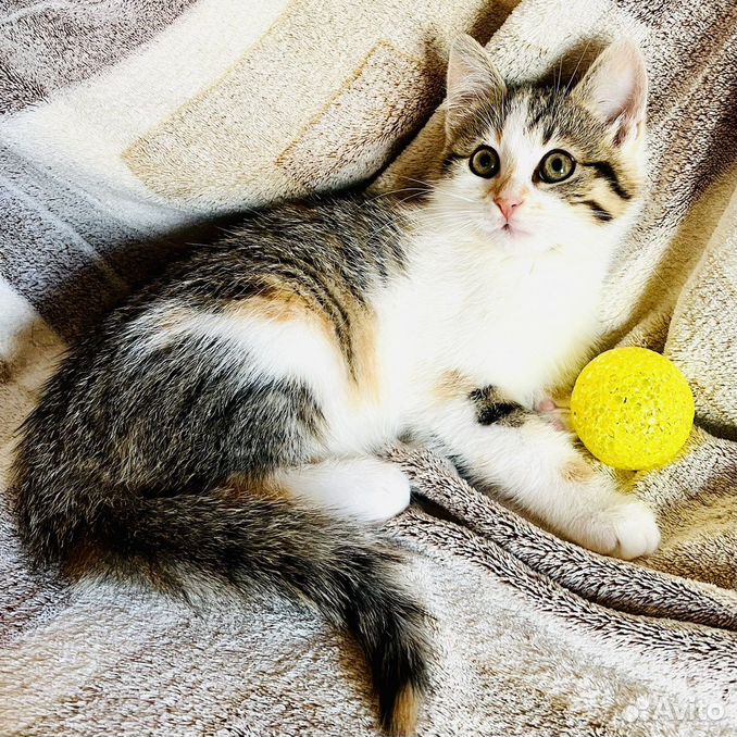 Котенок Лисёнок