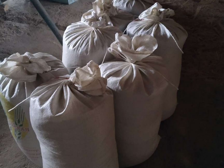 Зерно пшеница, ячмень