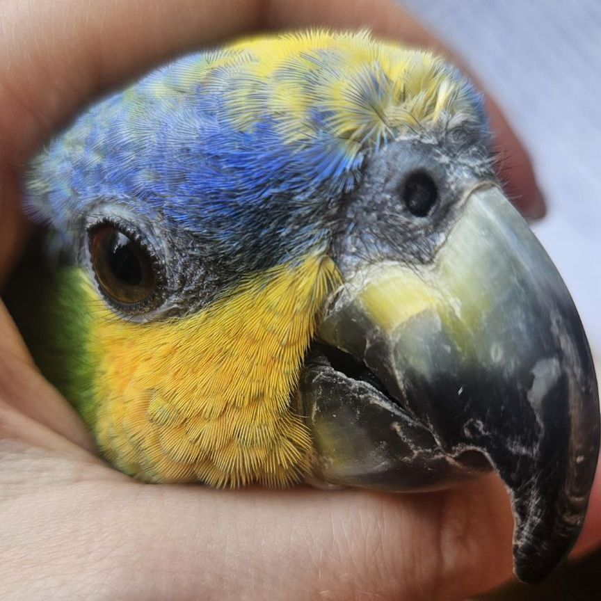 Попугай Амазон Венесуельский