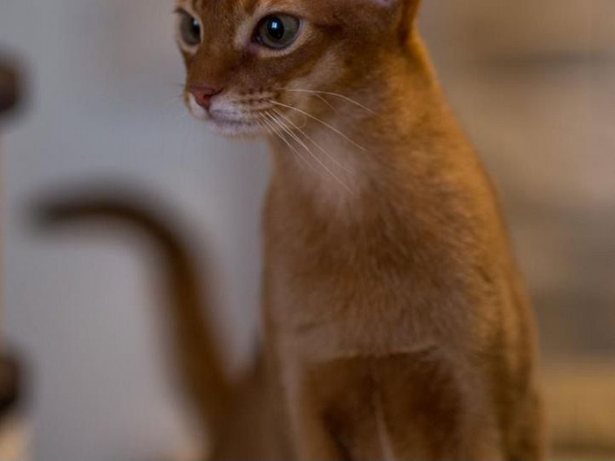 Абиссинская