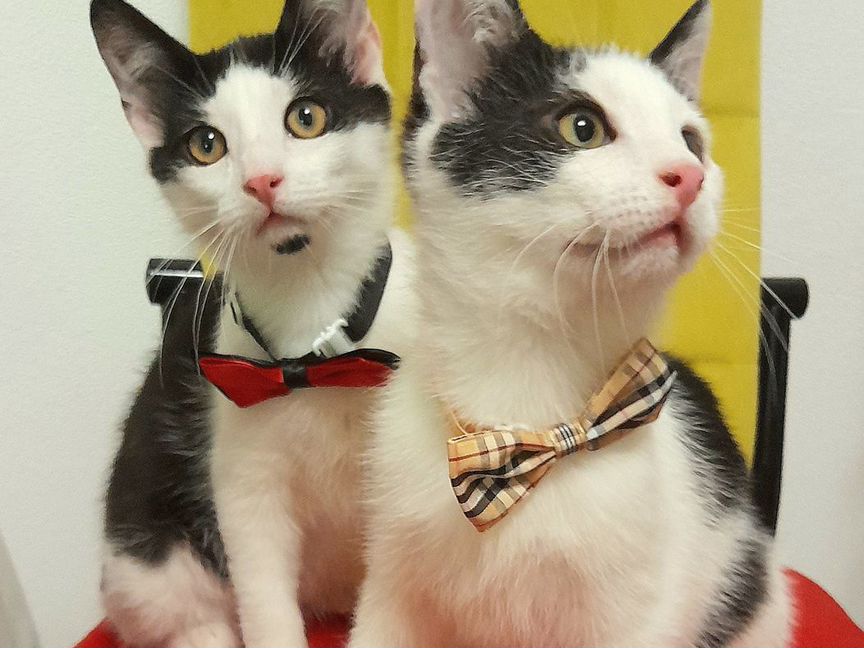 Котята ищут дом
