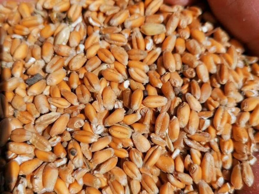 Кормовая кукуруза, Семечко корма