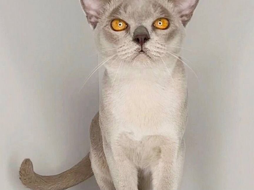 Европейская бурма