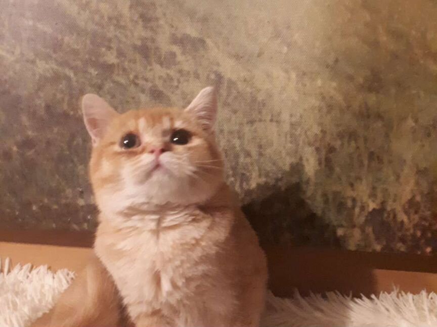 Британские котята
