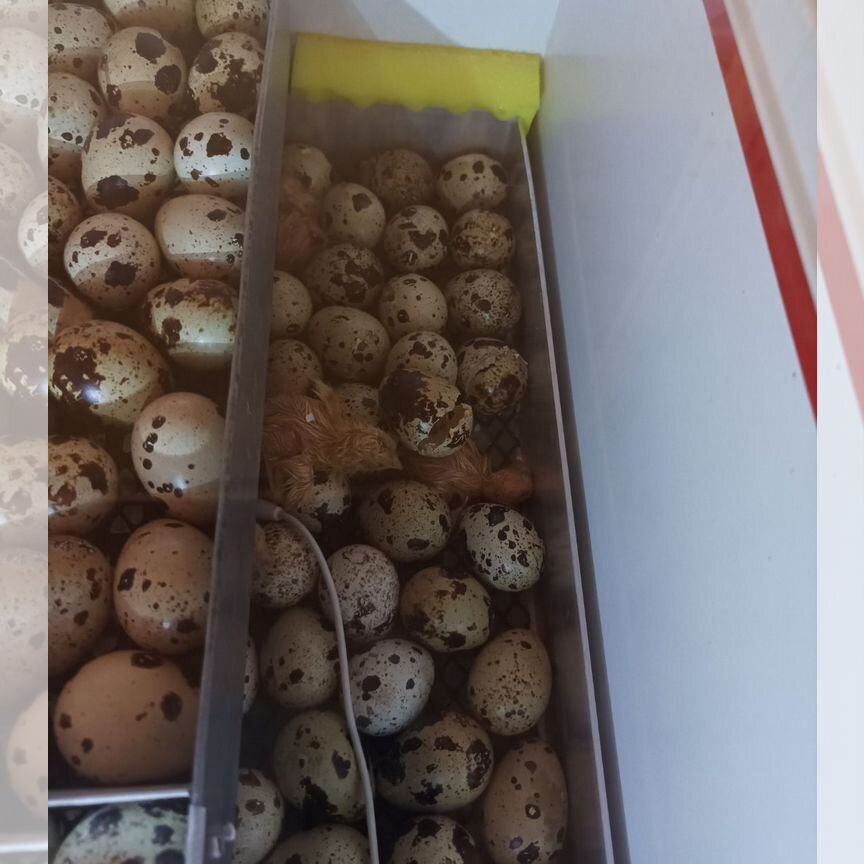 Ия техасского перепела утяжеленного
