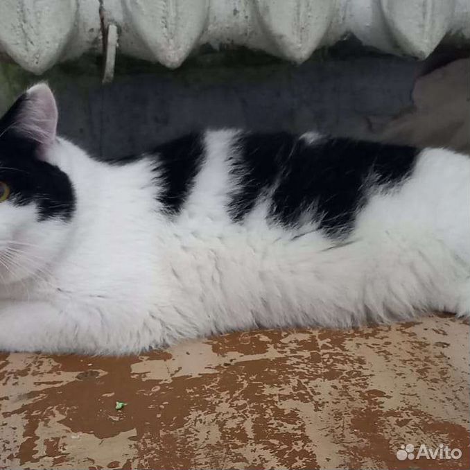 Кот с харизмой