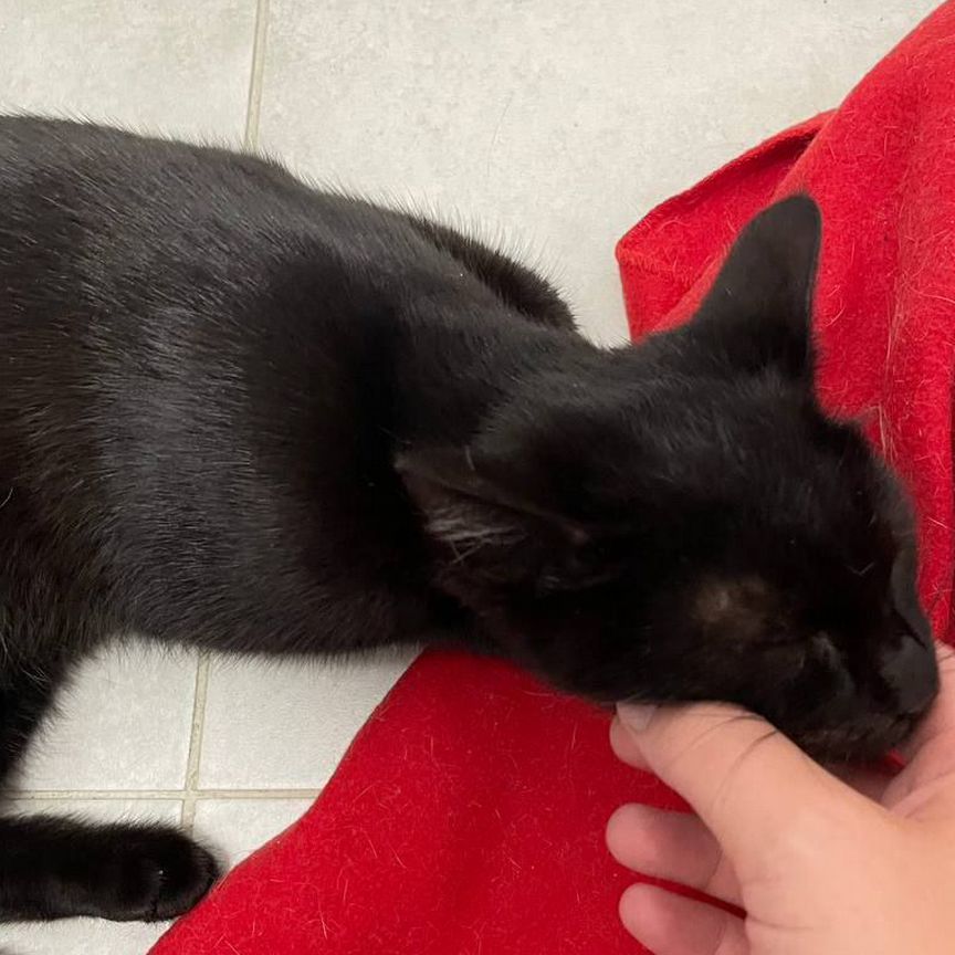 Котёнок 4 месяца