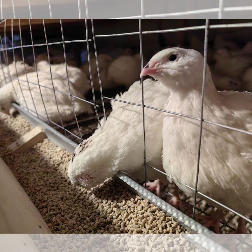 Техасский перепел