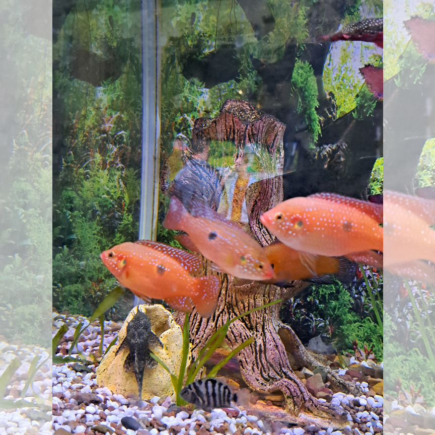 Аквариумные рыбки