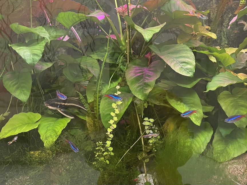 Анубиас бартера, 45 см