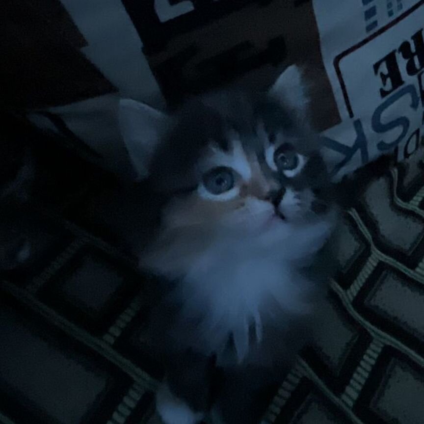 Мейн-кун котёнок