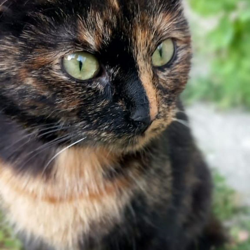 Трехцветная кошка в добрые руки