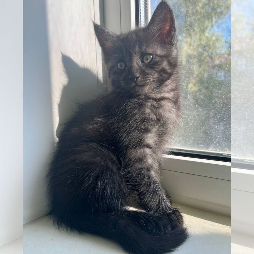 Котики бесплатно