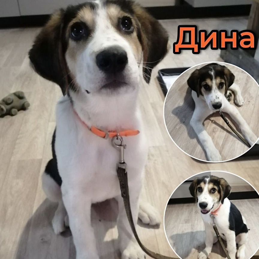 Щенки бесплатно