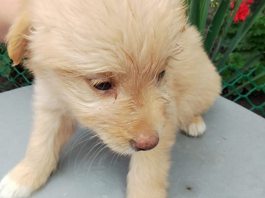 Щеночек Персик в дар