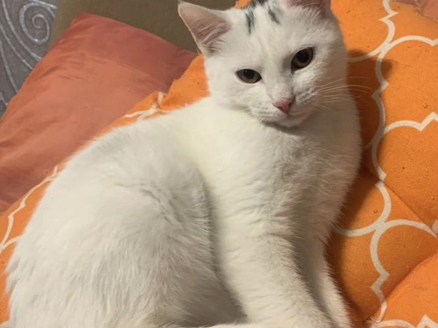 Белый котенок в дар