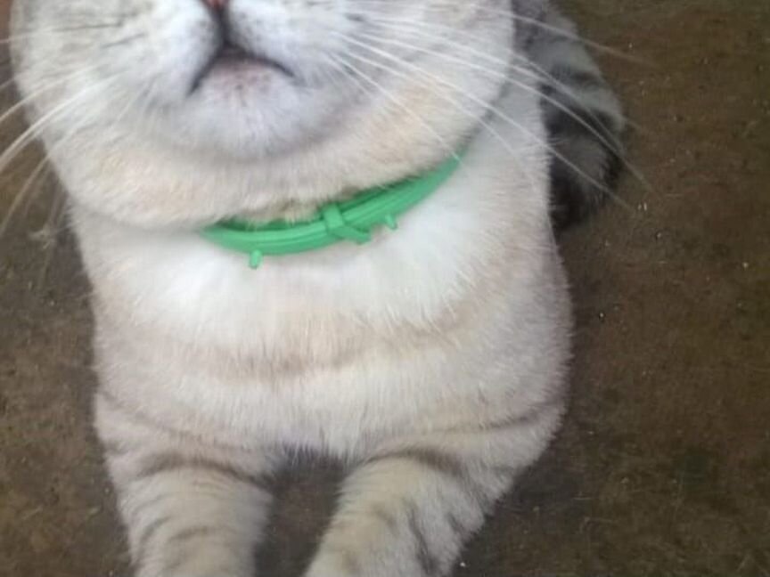 Васек -потеряшка. Юго-Западный район