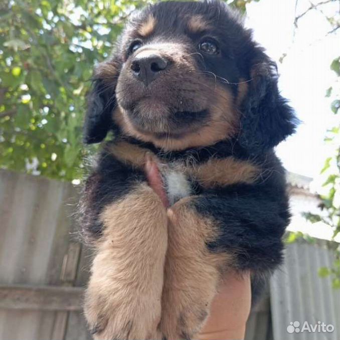 Собака в добрые руки щенок 2 мес девочка