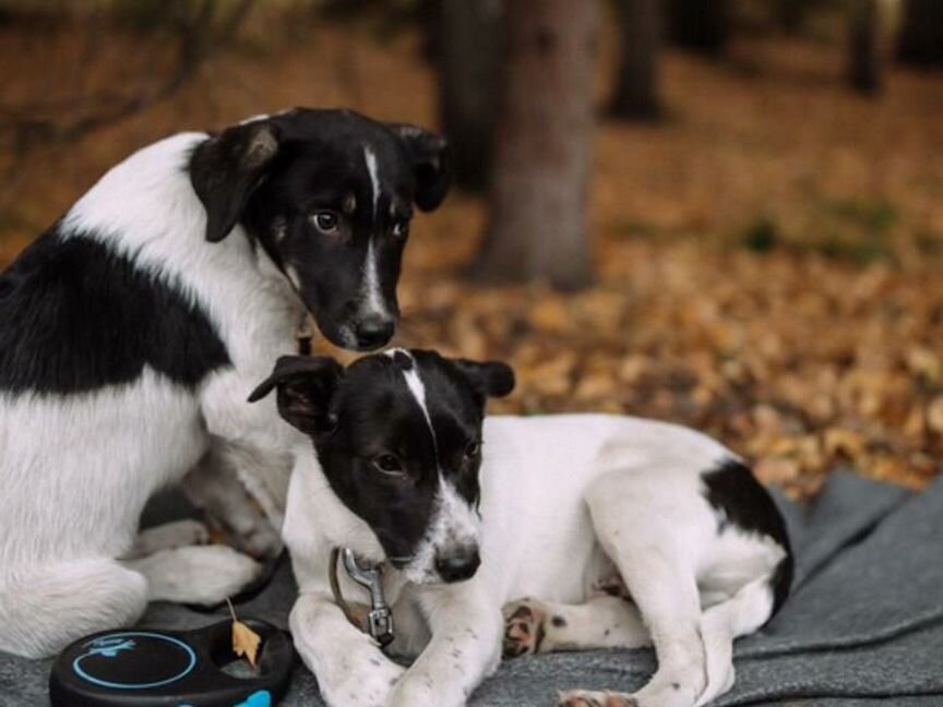 Бим и Ричи, 4 месяца