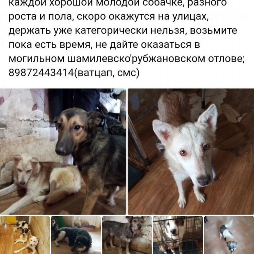 Хорошие собачки ищут дом