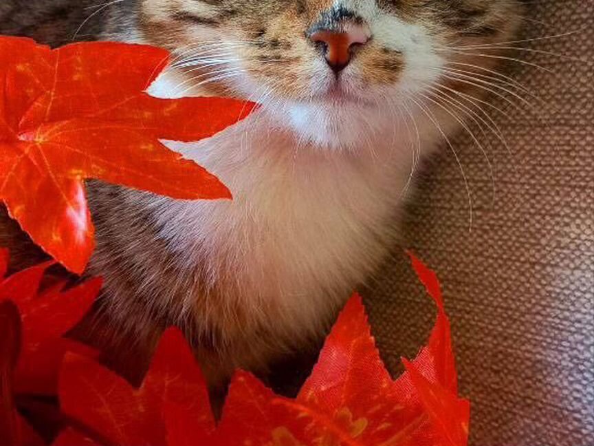 Котята-подростки (котята, кот, кошка, 6 месяцев)