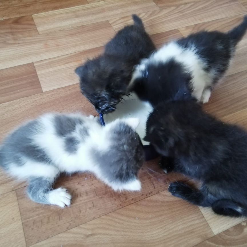 Котята отдам в добрые руки бесплатно