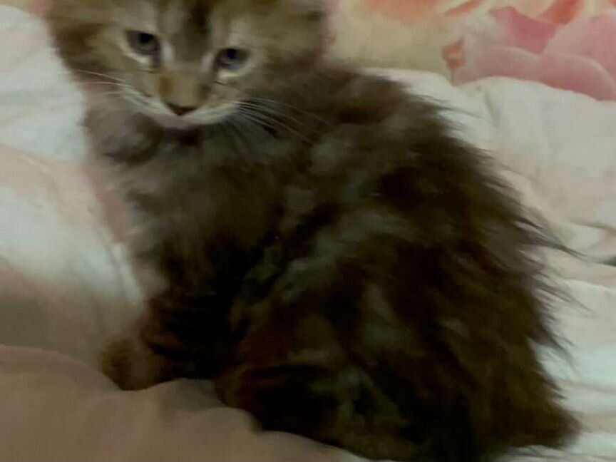 Котенок мейн-кун