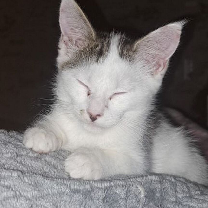 Котёнок майкун бесплатно