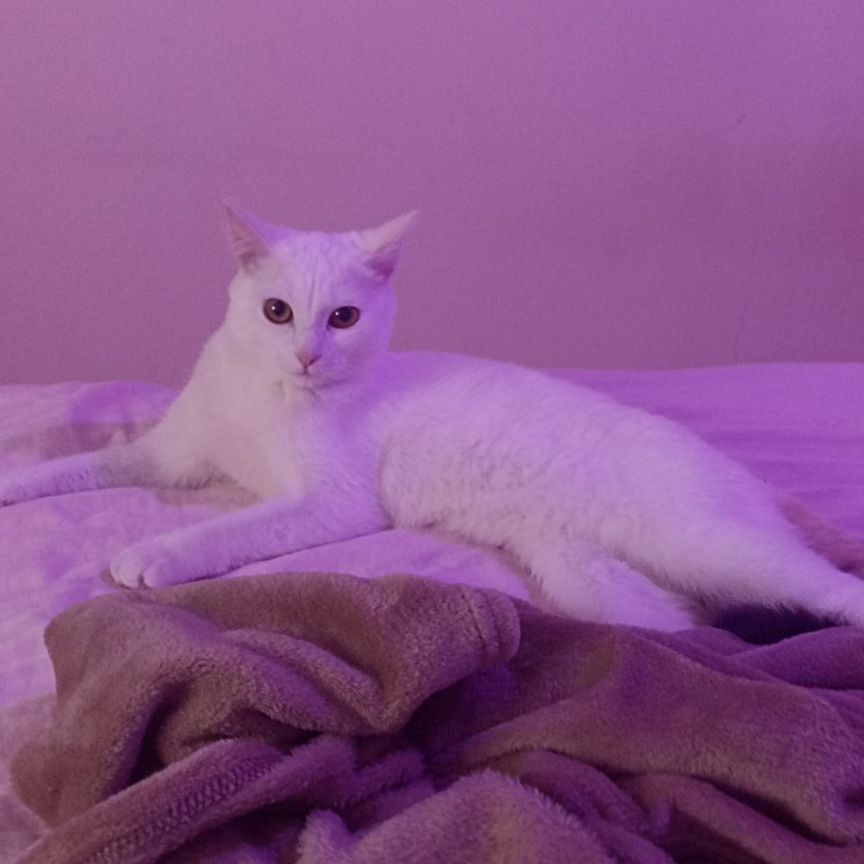 Белая кошка