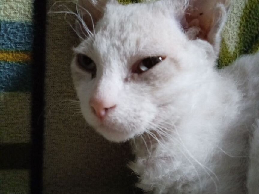 Котенок породы Сфинкс