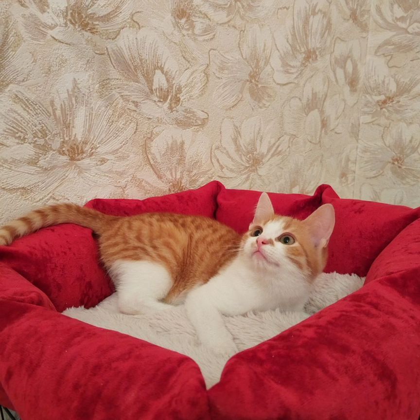 Котенок