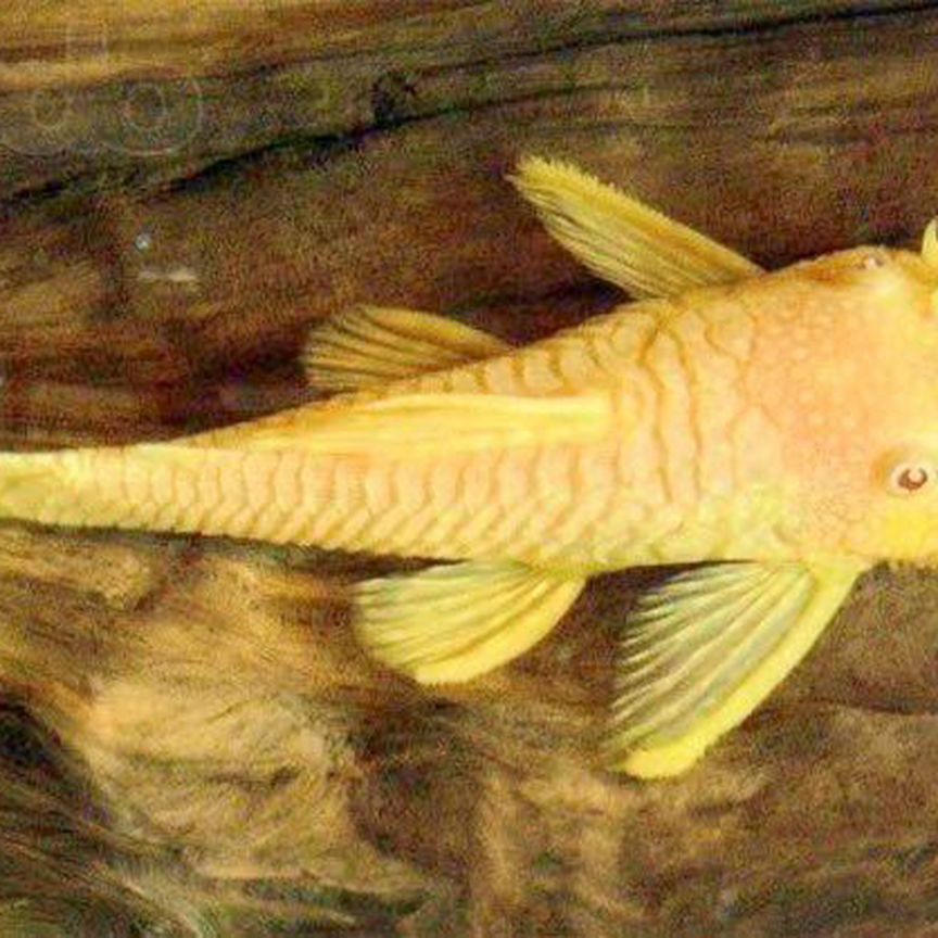 Рыба Золотистый Анцитрус сомик