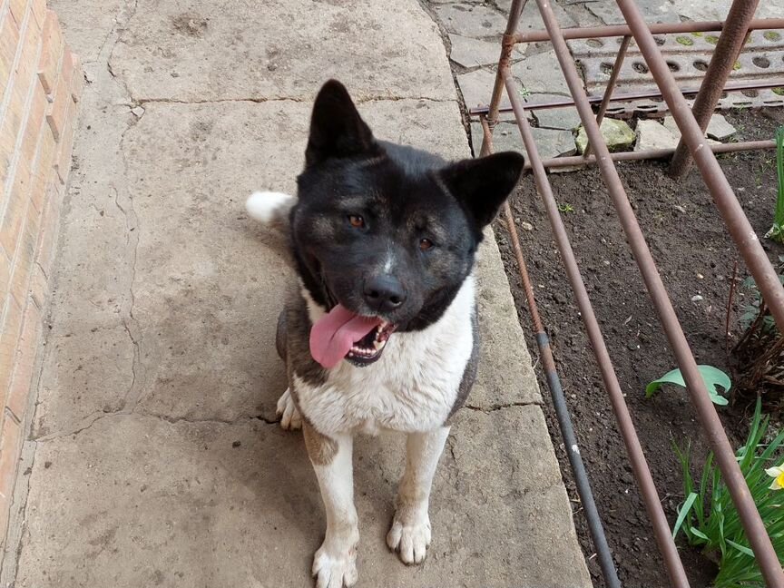 Американская акита в добрые руки