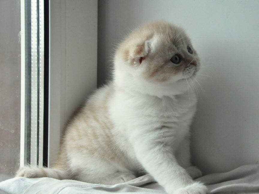 Котенок шоу класса
