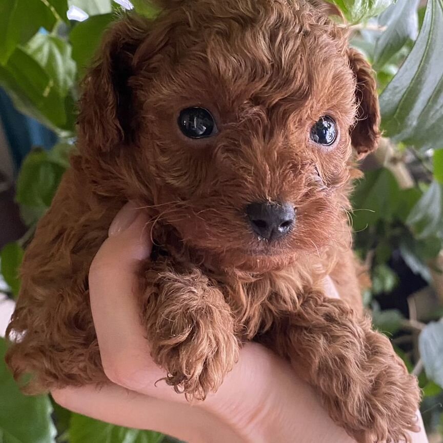 Той-пудель, щенок