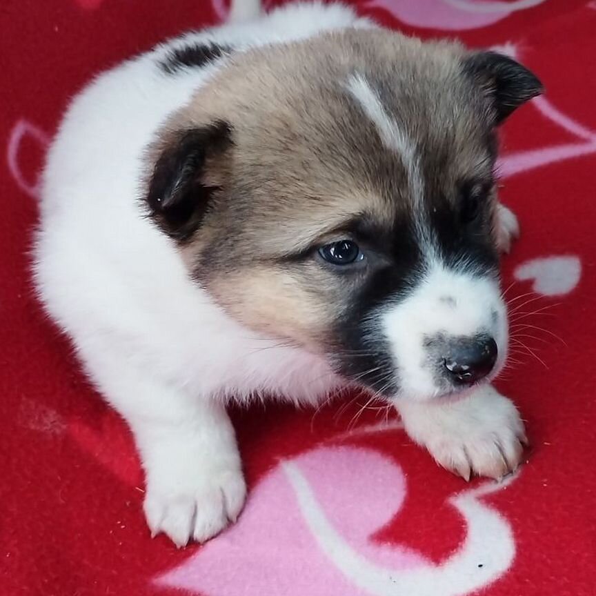 Щенок в добрые руки