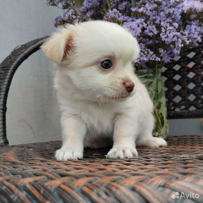 Чишки-братишки