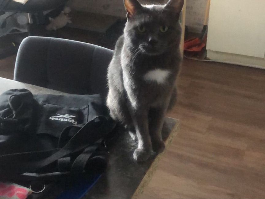 Кот ищет Кошечку