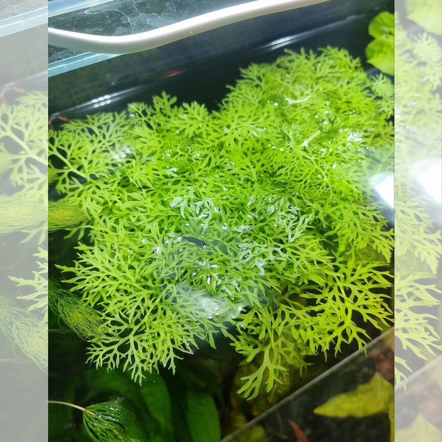 Аквариумное растение Папоротник Индийский