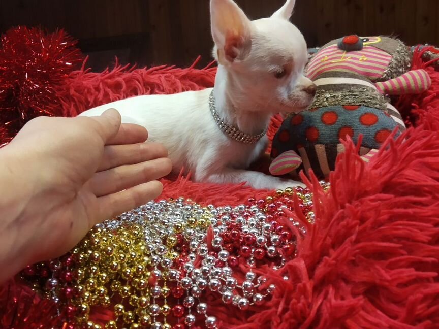 Супер мини чихуахуа