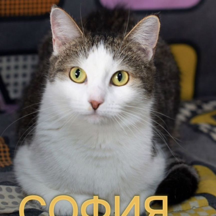 Кошка София