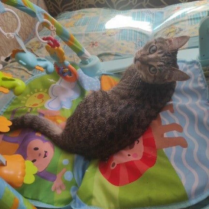 Отдам кошку в добрые руки