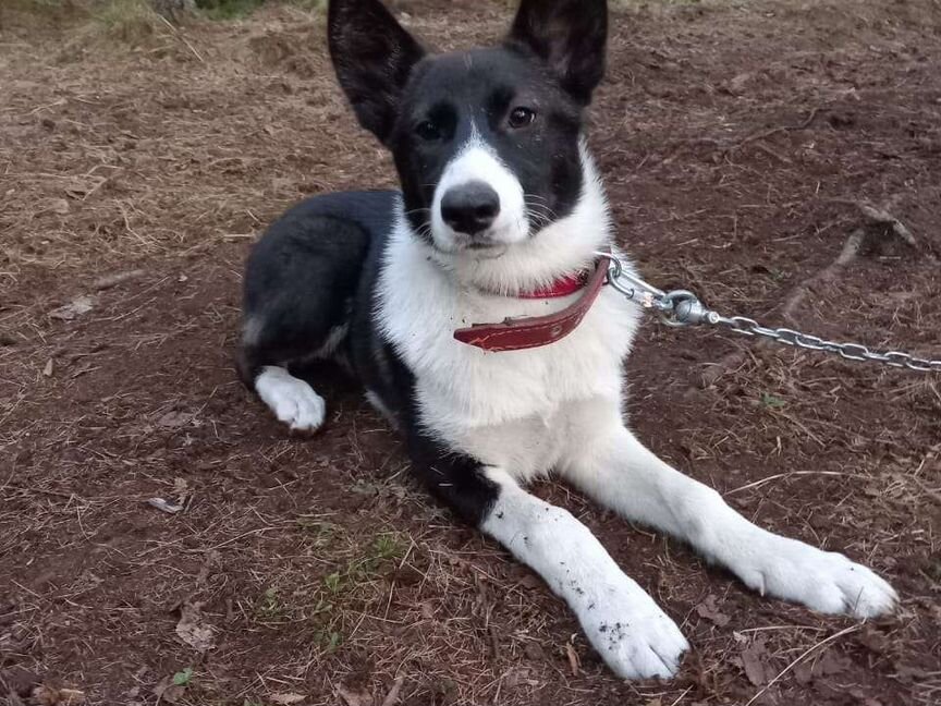 Щенки метисы лайки в добрые руки