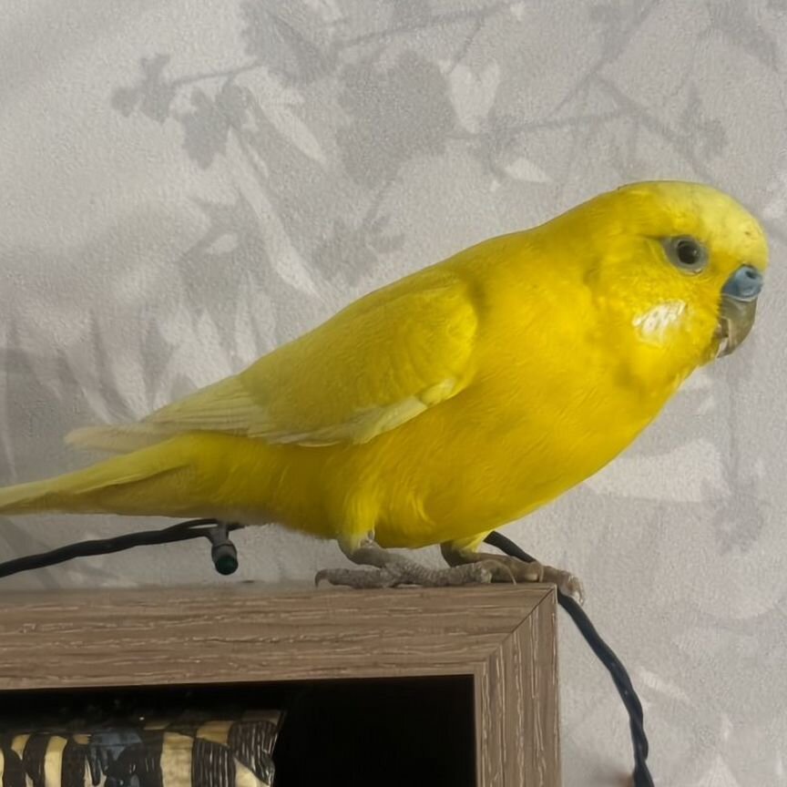 Волнистый попугай самец